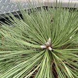 Pinus nigra 'Pinwheel' | | plant lust