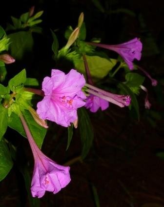 Mirabilis jalapa [pink] | Mirabilis jalapa 'Pink' | Pink Four O'Clocks ...