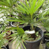 Trachycarpus fortunei 'Wagnerianus' | Trachycarpus wagnerianus | Chusan ...