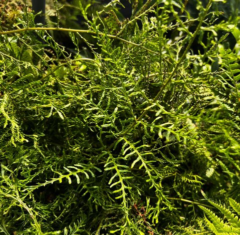 Dryopteris filix-mas 'Linearis Polydactyla' | Dryopteris filix-mas ...
