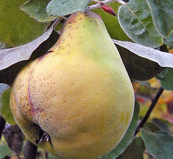 Cydonia from multiple nurseries on Plant Lust