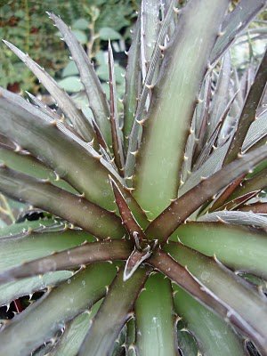 Dyckia 'Red Devil' | Red Devil Dyckia | plant lust