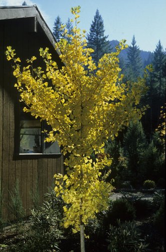 Ginkgo biloba 'Autumn Gold' | Autumn Gold Ginko | Autumn Gold ...