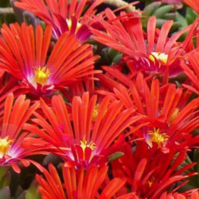 Delosperma Red Mountain® Flame | Delosperma dyeri 'Red Mountain Flame ...