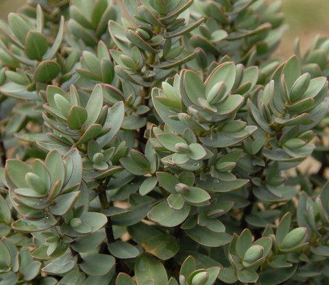 Hebe 'Red Edge' | | plant lust