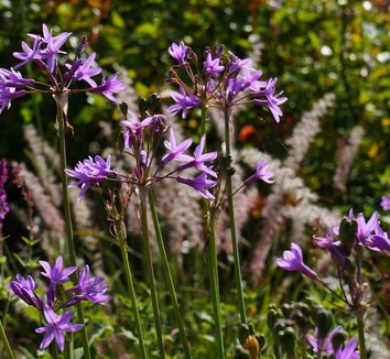 Tulbaghia from multiple nurseries on Plant Lust