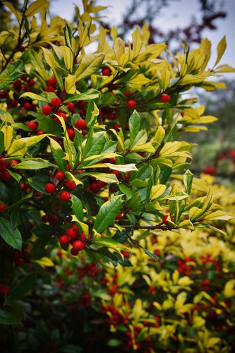 Ilex x attenuata 'Sunny Foster' | Sunny Foster Holly | plant lust