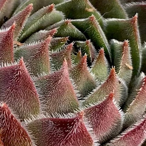 Sempervivum 'Gray Dawn' | Gray Dawn Hens & Chicks | plant lust