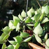 Dischidia ruscifolia | Hoya ruscifolia | plant lust