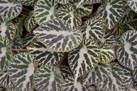 Begonia 'Silver Jewell' | Begonia 'Silver Jewel' | Begonia hatacoa ...