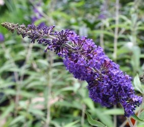 Buddleja davidii English Butterfly™ Adonis Blue™ | Buddleia davidii ...