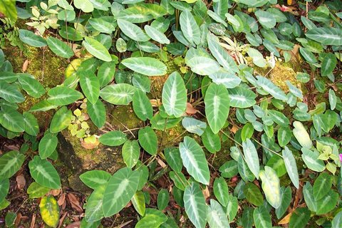 Colocasia fallax | Dwarf Taro | Silver Leaf Dwarf Elephant Ear | plant lust