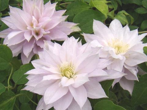 Clematis Dancing Queen™ PP20330 | Clematis 'Dancing Queen' | plant lust