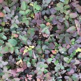 Mahonia repens | Berberis repens | Creeping Barberry | Creeping Mahonia ...