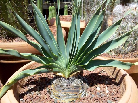 Boophone disticha | Boophane disticha | Boophane longipedicellata ...