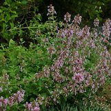 Nepeta cataria var. citriodora | Nepeta cataria 'Citriodora' | Nepeta x ...