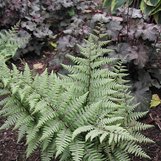 Athyrium 'Ghost' | Athyrium x 'Ghost' | Ghost Fern | plant lust