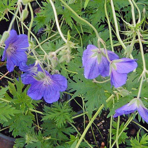 Geranium 'Orion' | Geranium sinense 'Orion' | Hardy Geranium | Orion ...