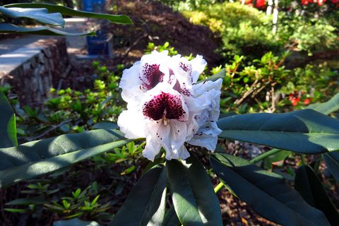 Rhododendron 'Sappho' | | plant lust