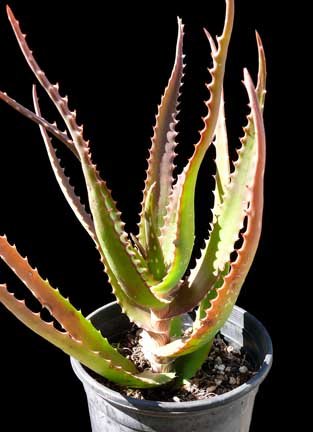 Aloe dawei | Dawn's Aloe | plant lust