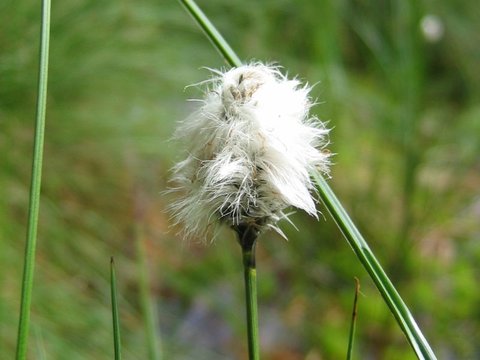 Eriophorum vaginatum | Eriophorum callitrix | Eriophorum spissum ...