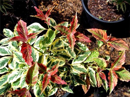 Cornus florida Firebird™ | Cornus florida 'Firebird' | Firebird Dogwood ...