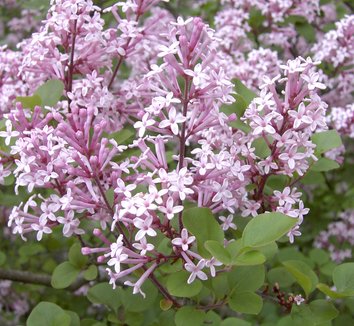 Syringa from multiple nurseries on Plant Lust
