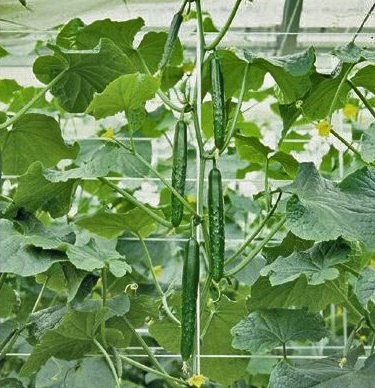 Tasty Jade Cucumber | Cucumber 'Tasty Jade' | plant lust