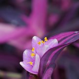 Tradescantia pallida 'Tricolor' | Setcreasea pallida 'Variegata ...