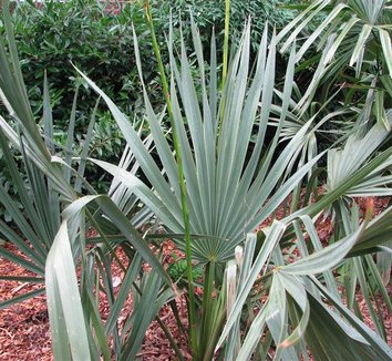 Sabal from multiple nurseries on Plant Lust