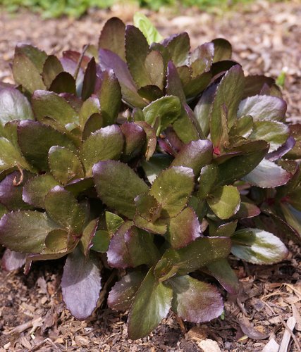 Sedum 'Chocolate Drop' PP22866 | Chocolate Drop Stonecrop | plant lust