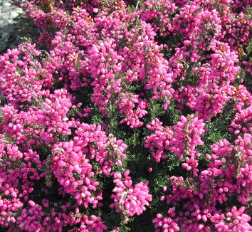 Erica from multiple nurseries on Plant Lust