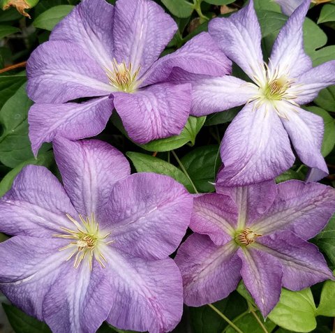 Clematis 'Solina' | | plant lust