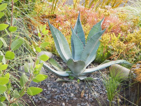 Agave 'Silver Surfer' | Silver Surfer Century Plant | plant lust