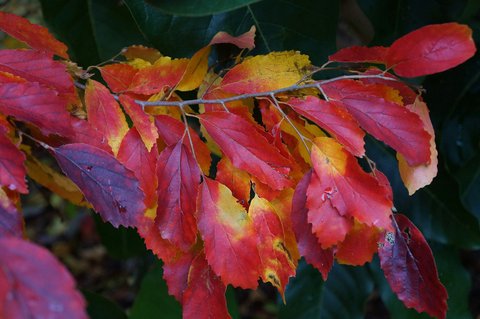 Parrotia subaequalis | Chinese Parrotia | plant lust