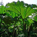 Gunnera tinctoria | Gunnera chilensis | Gunnera scabra | Chilean ...