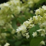 Hydrangea arborescens 'Hayes Starburst' | Hydrangea arborescens 'Hayes ...