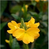 Crossandra pungens | Firecracker Flower | Firecracker Plant ...
