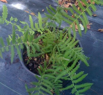Thelypteris from multiple nurseries on Plant Lust