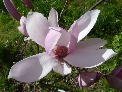 Magnolia 'Royal Crown' | Magnolia x 'Royal Crown' | plant lust
