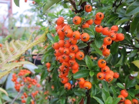 Pyracantha Gnome® | Pyracantha 'Gnome' | Pyracantha atalantioides ...