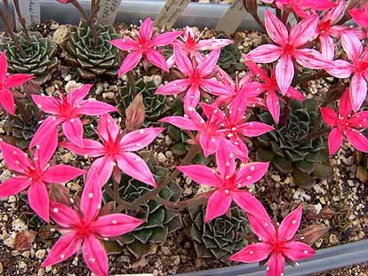 Tacitus bellus | Graptopetalum bellum | Tacitus bellum | plant lust