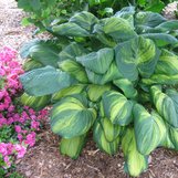 Hosta 'Green Galaxy' | plant lust