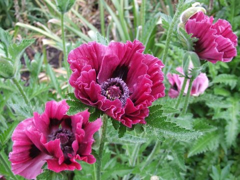Papaver orientale 'Harlem' | Harlem Oriental Poppy | plant lust