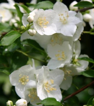 Philadelphus 'Innocence' | Philadelphus x lemoinei 'Innocence ...
