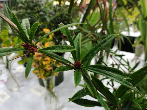 Berberis replicata | Berberis x replicata | Evergreen Barberry | plant lust