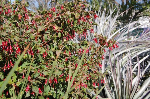 Fuchsia 'Baby Chang' | plant lust