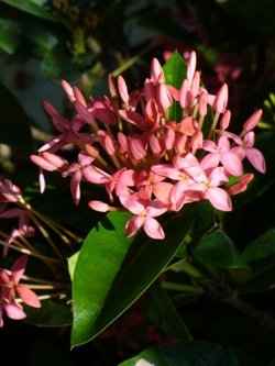 Ixora 'Nora Grant' | Ixora x 'Nora Grant' | Pink Flame of the Woods ...