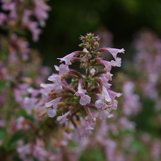 Nepeta cataria var. citriodora | Nepeta cataria 'Citriodora' | Nepeta x ...