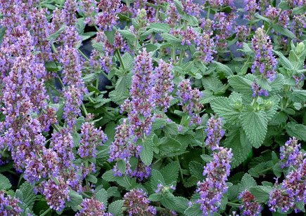 Nepeta 'Purple Haze' PP23180 | Nepeta faassenii 'Purple Haze PP ...